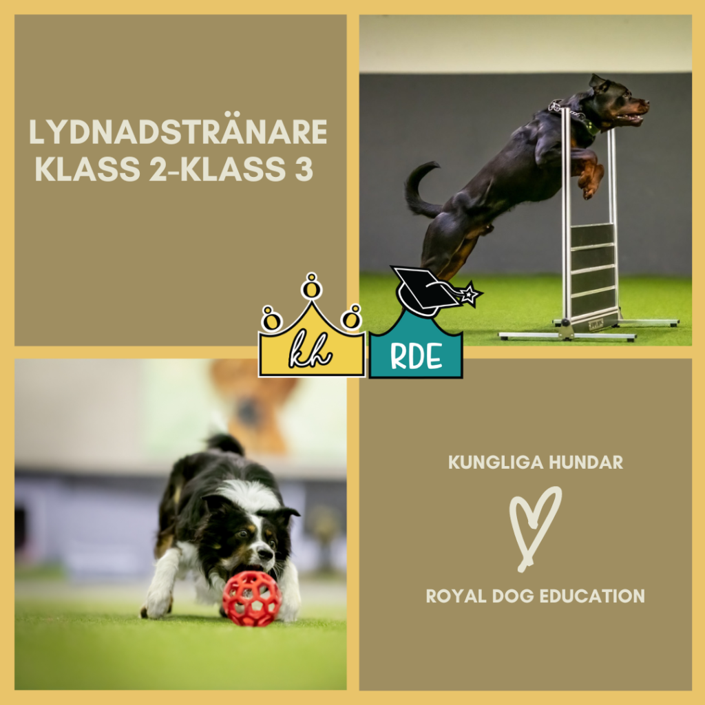 Lydnadstränare Klass 2 & Klass 3 - Kungliga Hundar